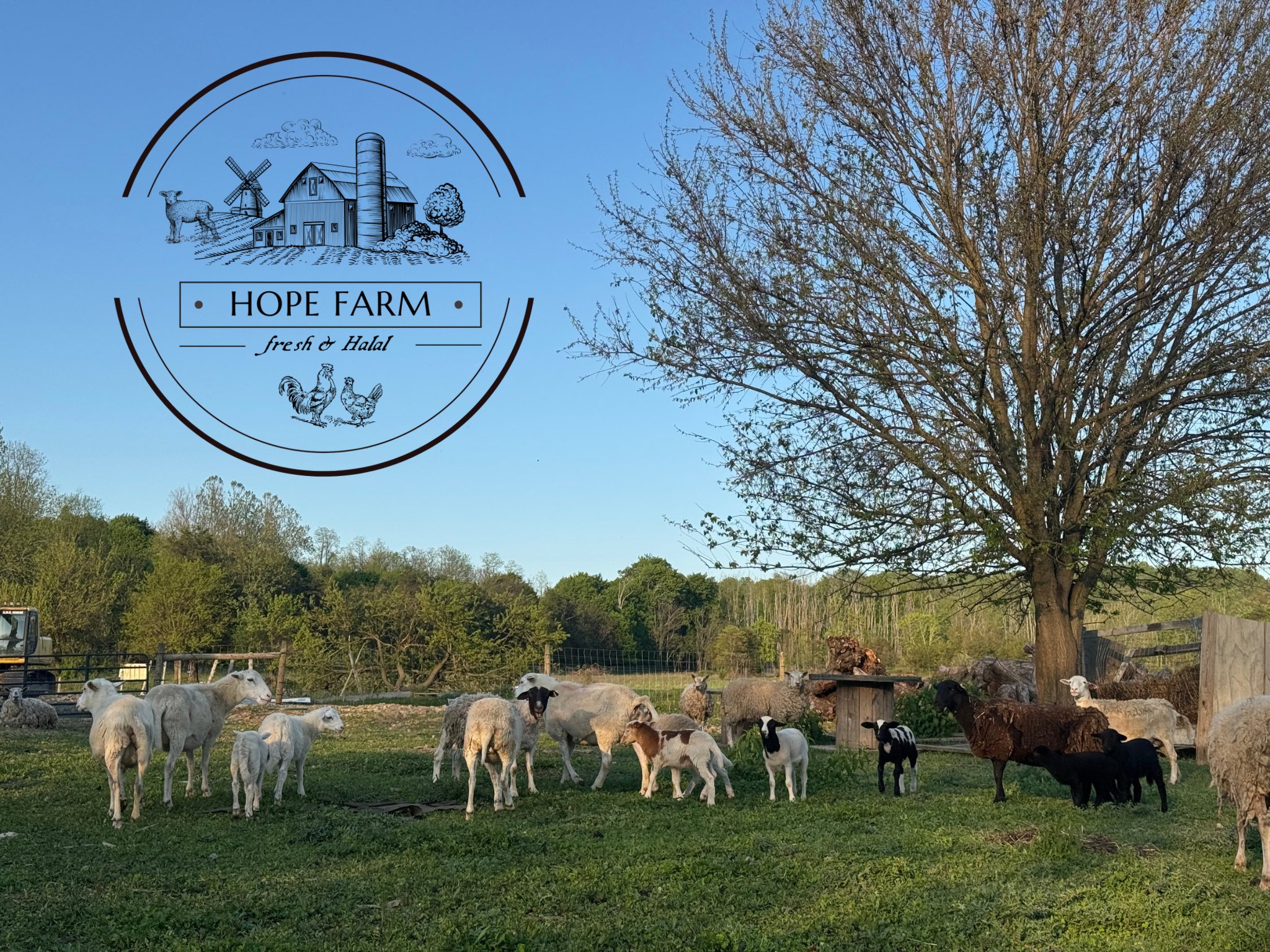 Hope Halal Farm